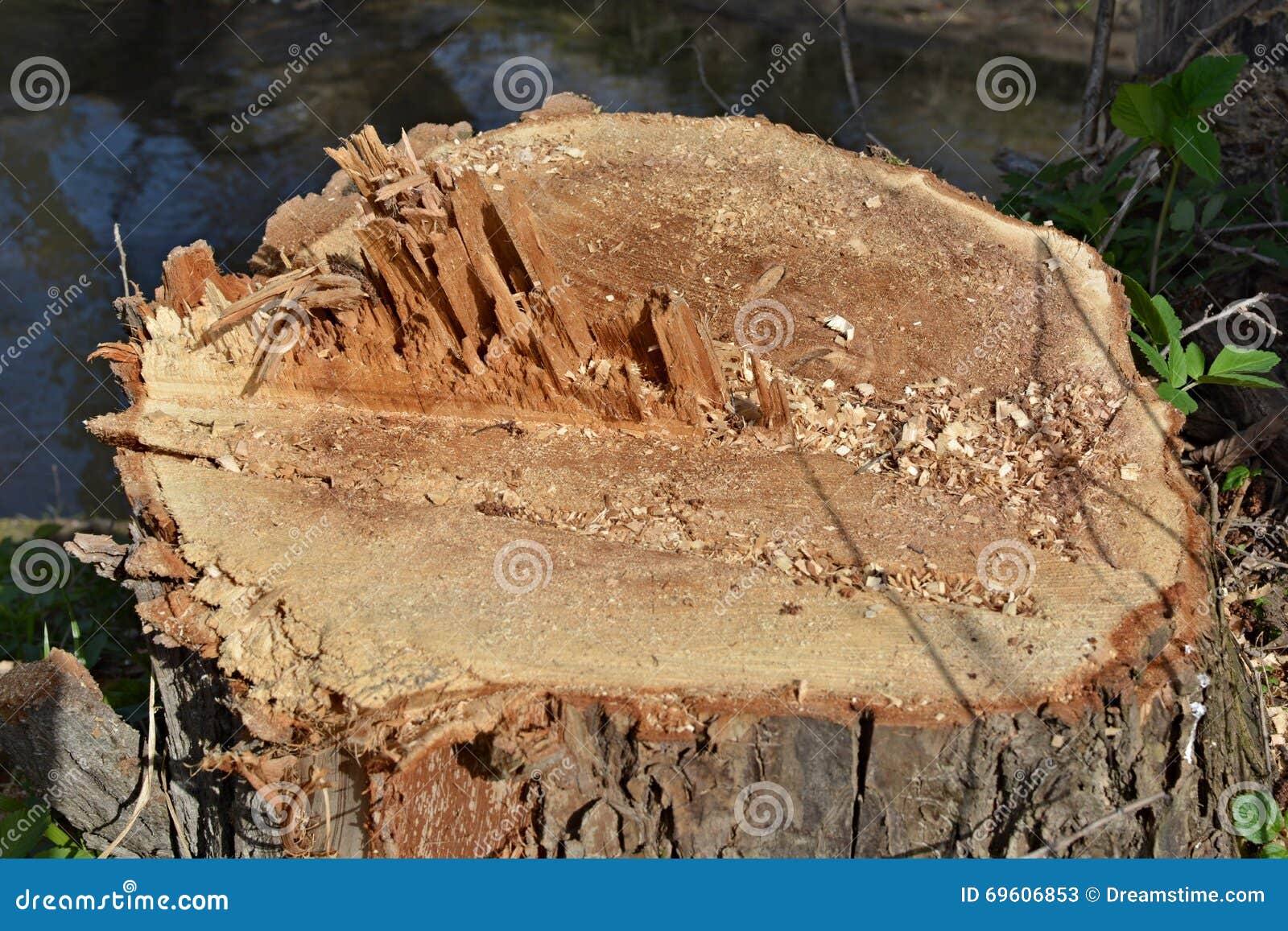 Felled tree stock image. Image of detail, exploitation - 69606853