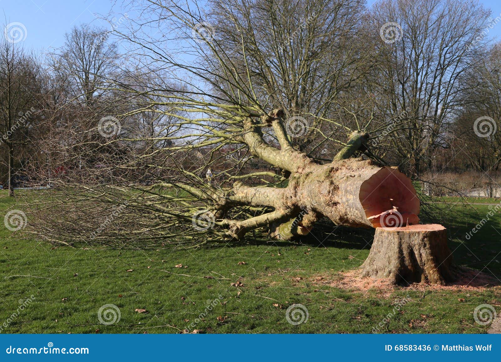 Felled tree stock photo. Image of fiber, destruction - 68583436