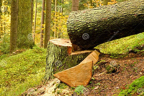 Felled tree spruce stock photo. Image of ecology, firewood - 80020834