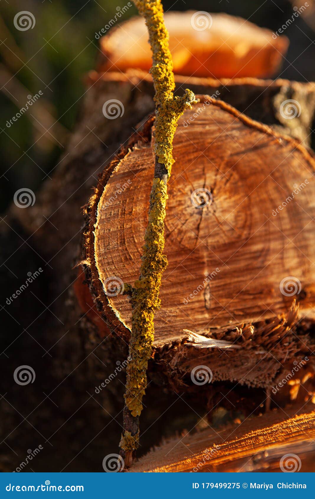 Felled tree stock image. Image of destruction, closeup - 179499275