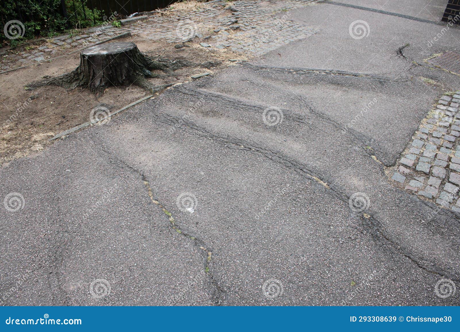 Felled Tree Stump with Visible Tree Root Damage To Pavement Stock Image ...