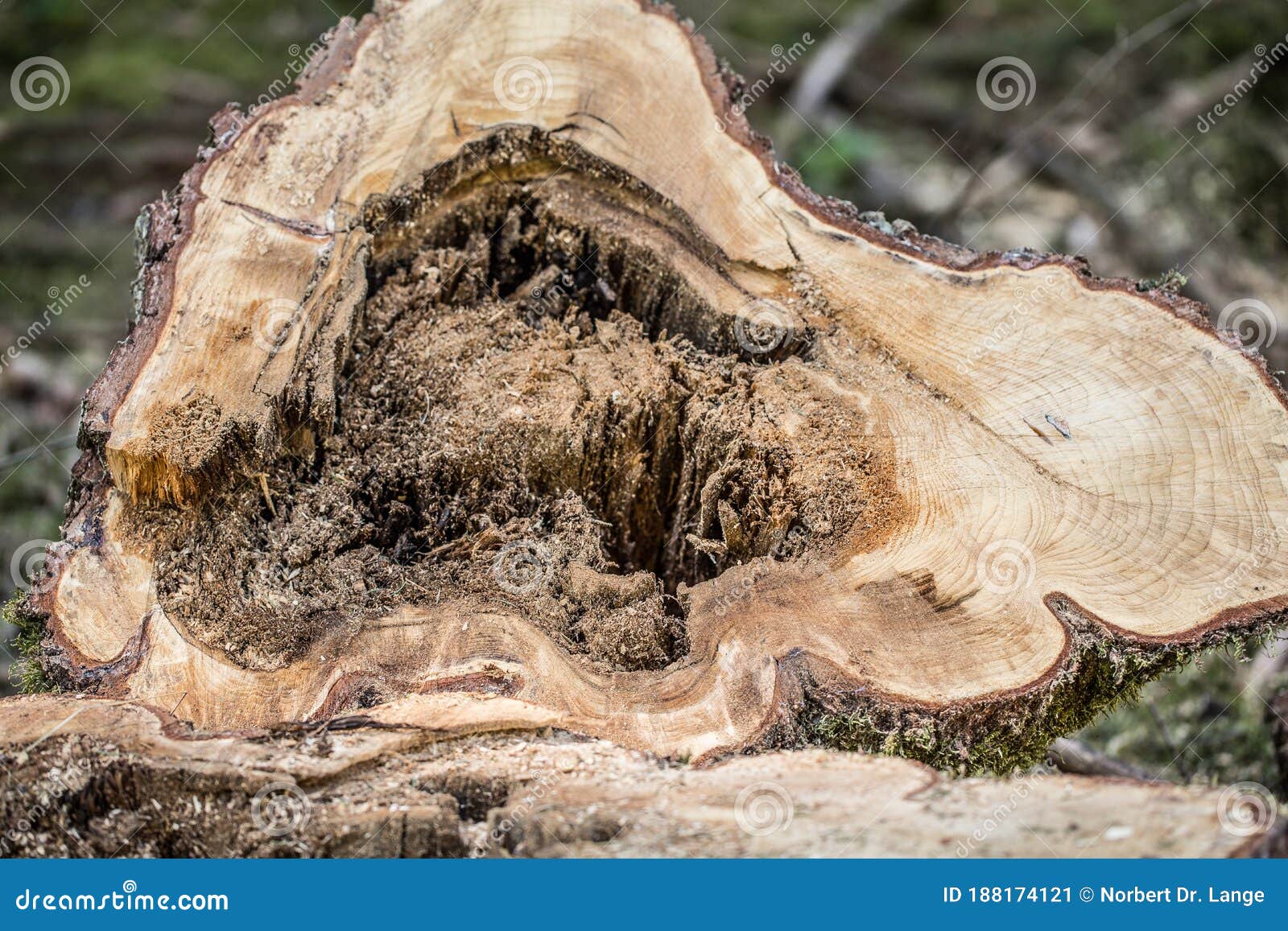 Felled Tree Trunk with Core Rot Stock Image - Image of brown, nuclear ...