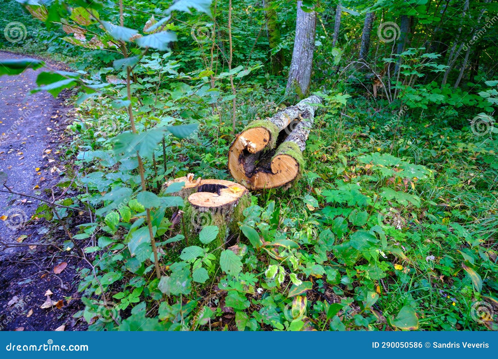 A Felled Tree Trunk with an Empty Middle. Sanitary Forest Clearing ...
