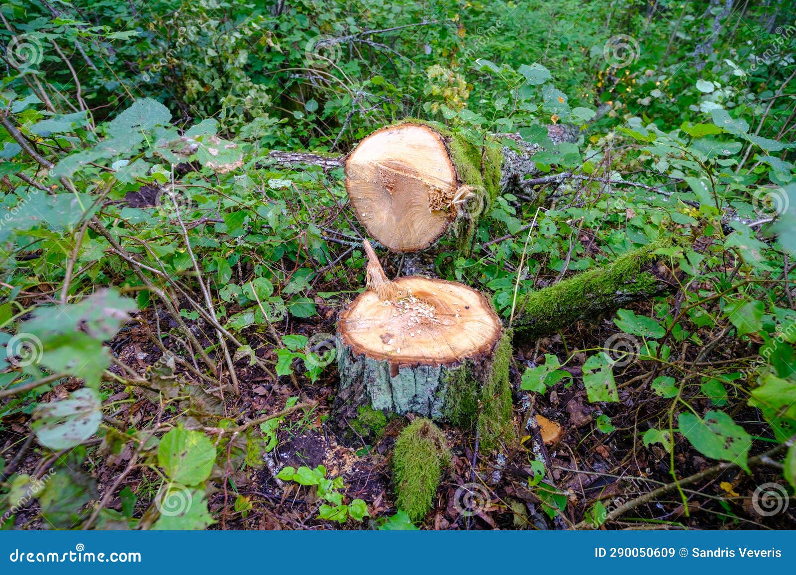A Felled Tree Trunk with an Empty Middle. Sanitary Forest Clearing ...