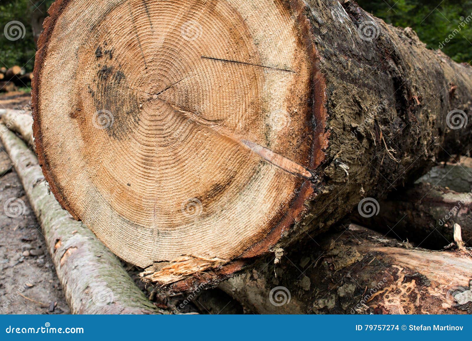 Felled tree stock photo. Image of deforestation, trunk - 79757274