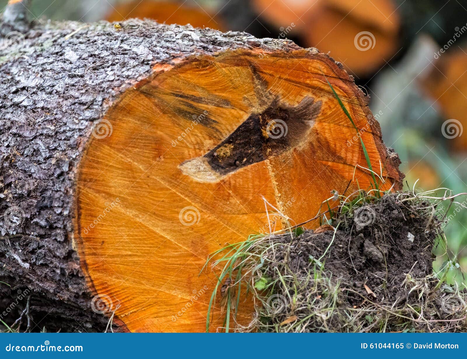 Felled tree trunk stock image. Image of tree, grain, felled - 61044165