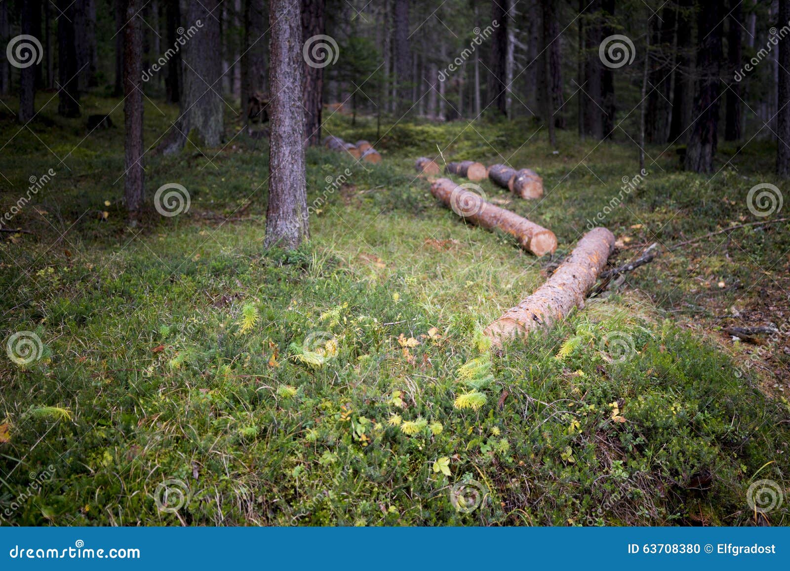Felled Tree Trunks in a Dense Forest Stock Photo - Image of lumber ...