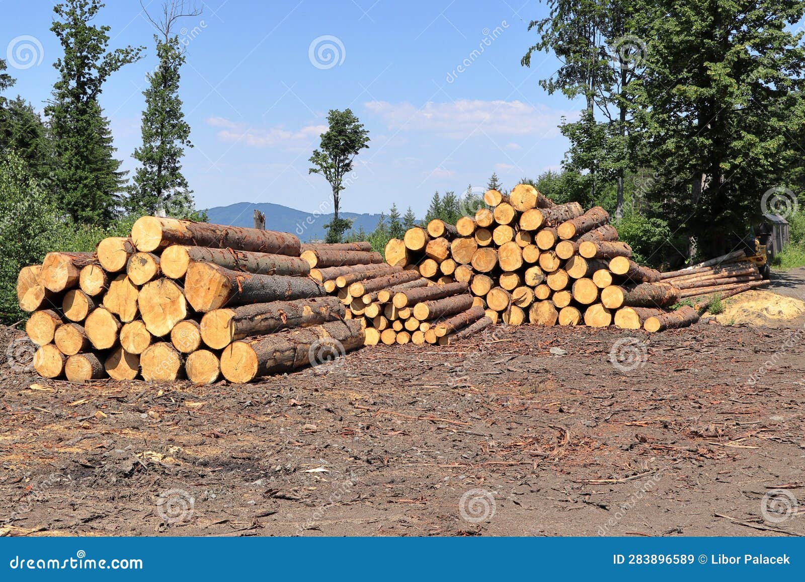 Felled Tree Trunks on the Edge of the Forest. Stock Image - Image of ...