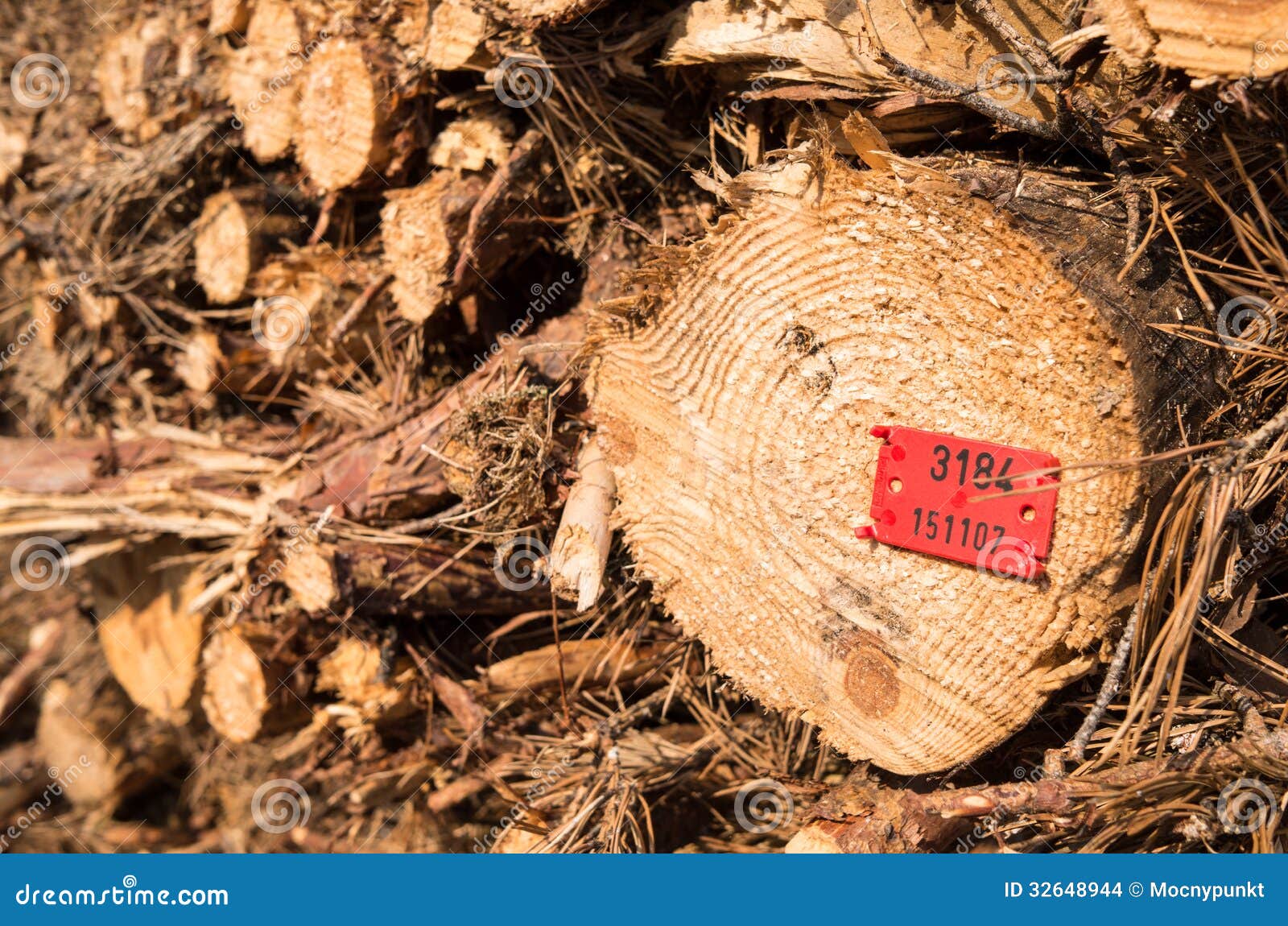 Felled tree trunks stock photo. Image of lumber, environmental - 32648944