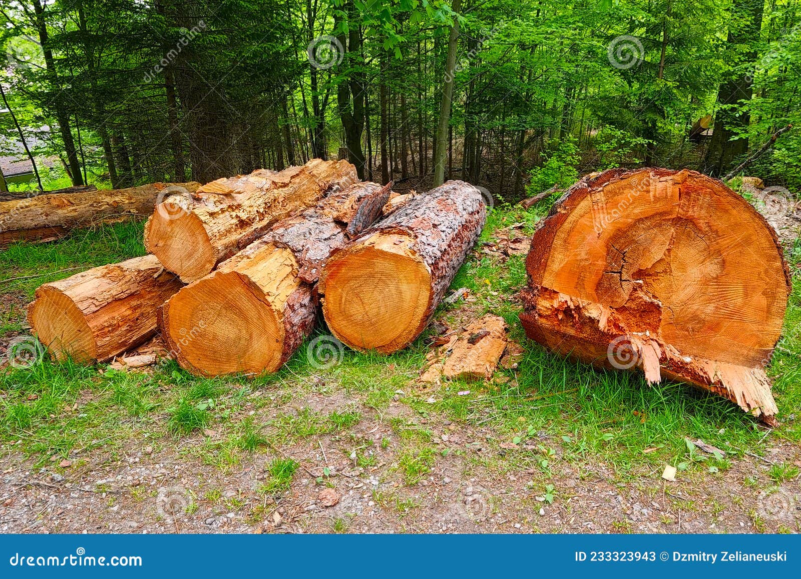 Felled Tree Trunks on the Ground. Deforestation Stock Image - Image of ...