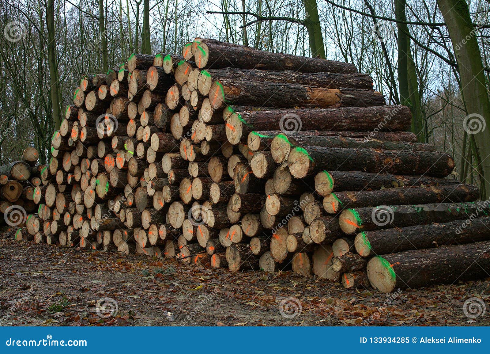 Felled Tree Trunks in the Logs of the Forest.Harvesting Solid Wood in ...