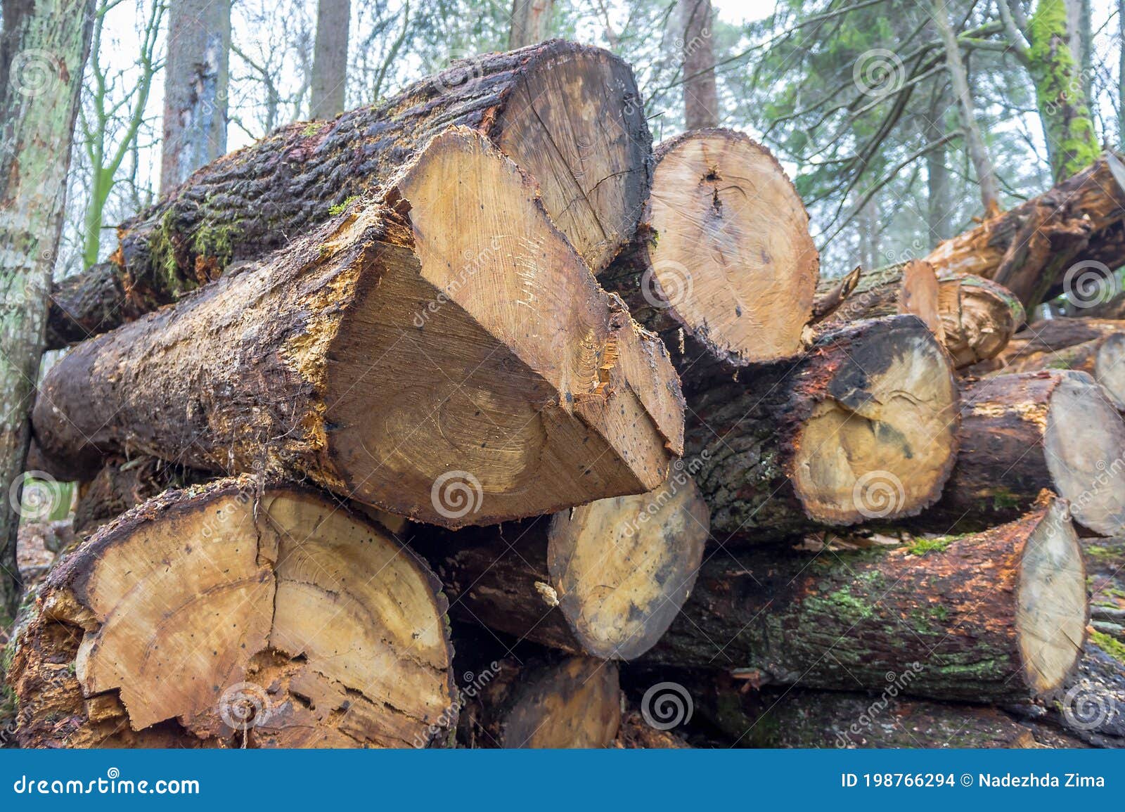 Felled Tree Trunks, Logs Stacked in a Row, Felled Trees Stock Photo ...