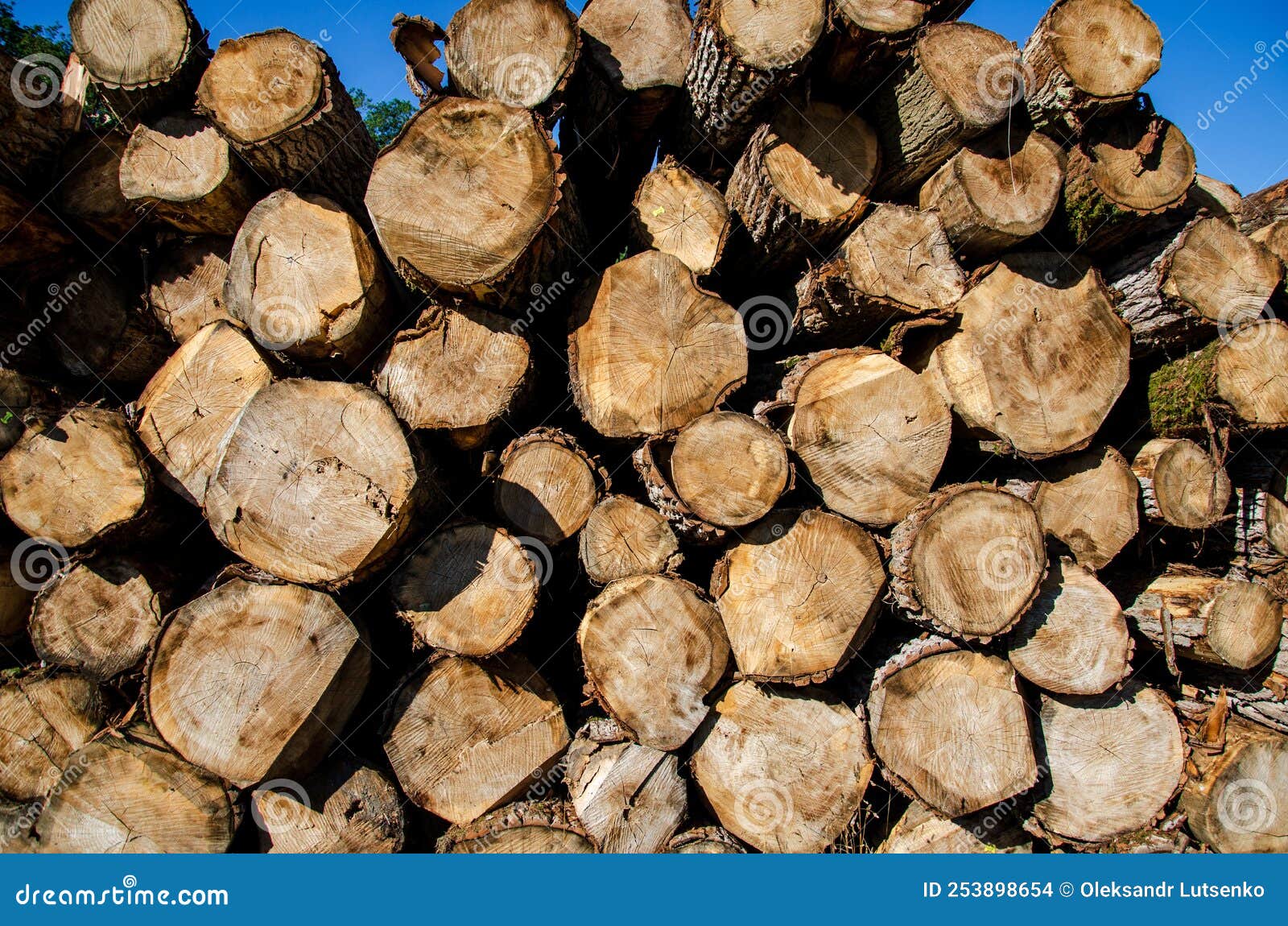 Felled Tree Trunks. Tree Trunks Prepared for Transport Stock Photo ...