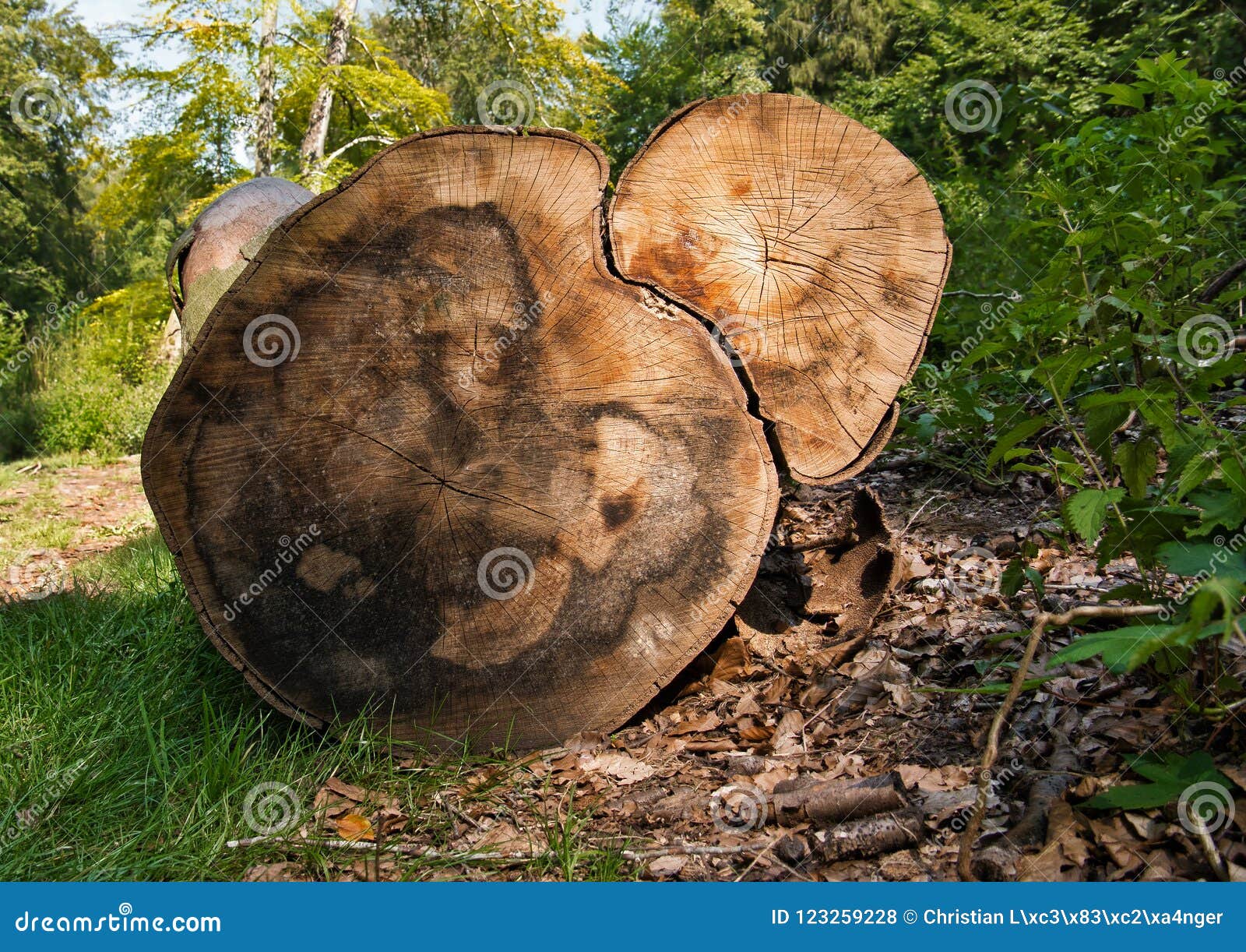 Felled Tree with Two Trunks at a Forest Clearing Stock Photo - Image of ...
