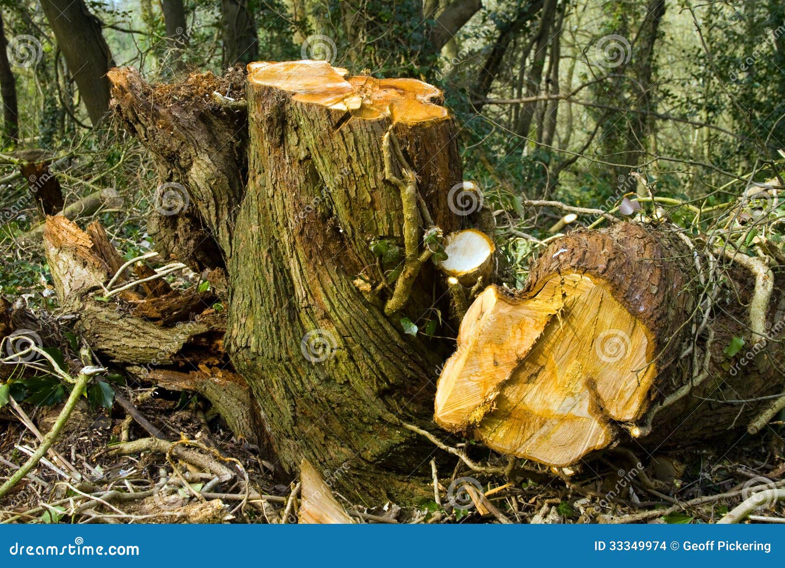 Felled Tree stock photo. Image of bark, tree, felled - 33349974