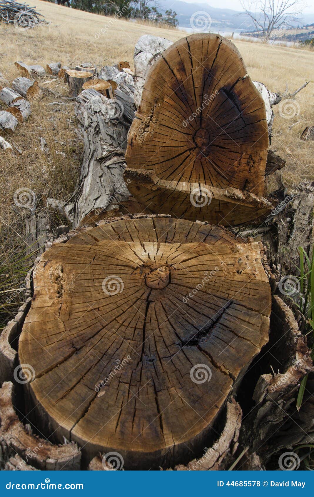 Felled tree stock photo. Image of agriculture, horizon - 44685578