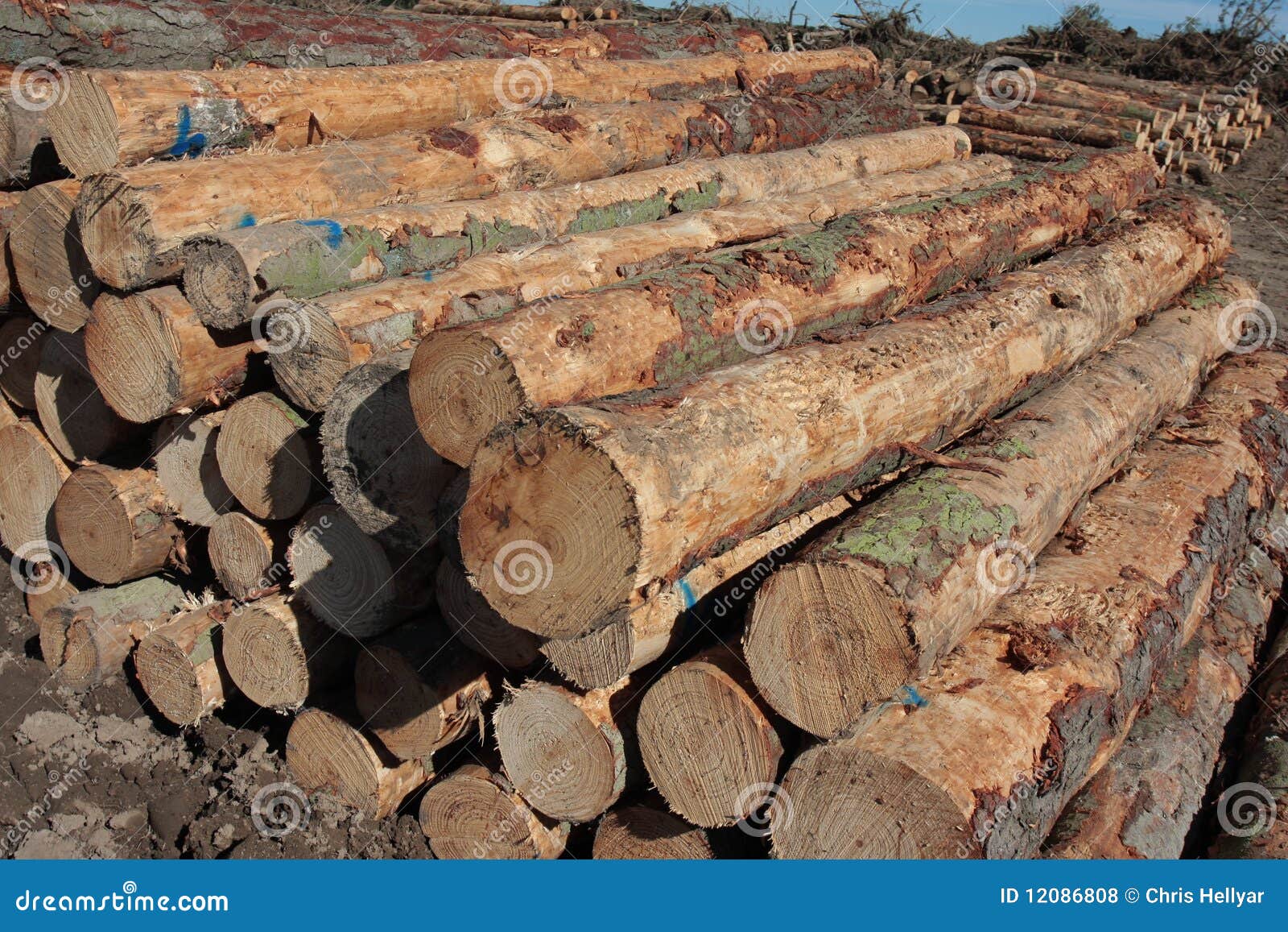 Felled trees stock photo. Image of pine, fallen, timber - 12086808