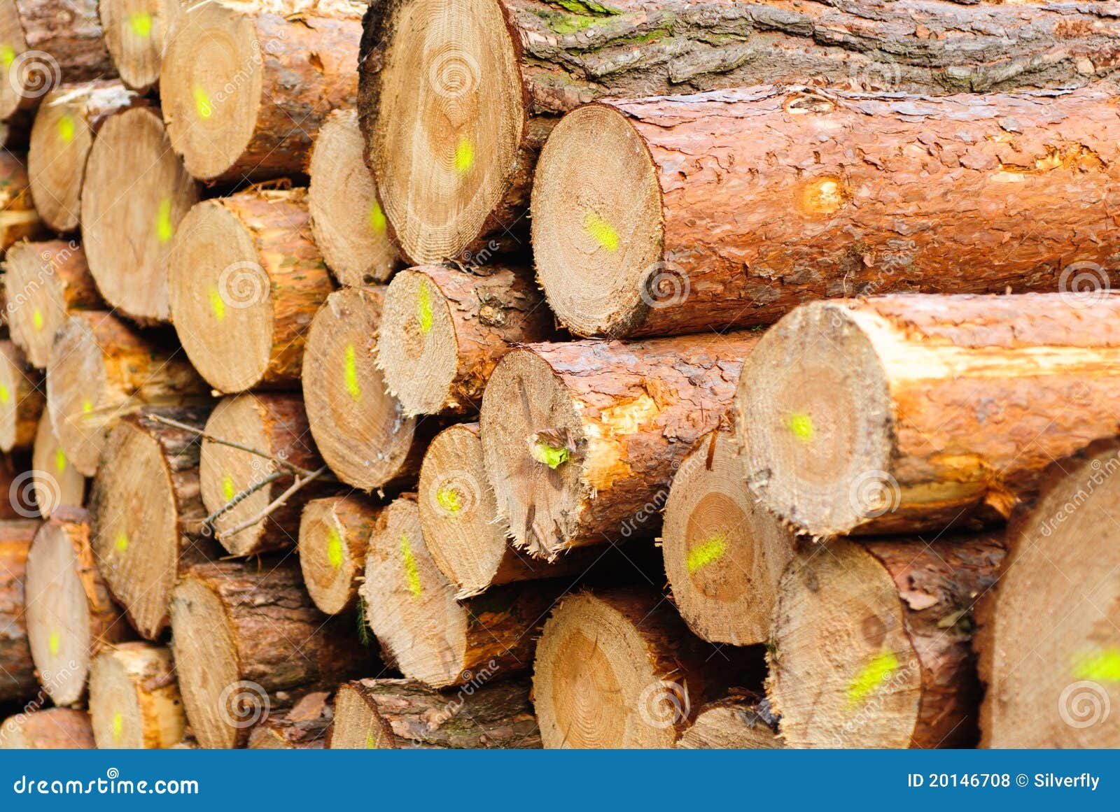 Felled Trees stock photo. Image of forest, environment - 20146708