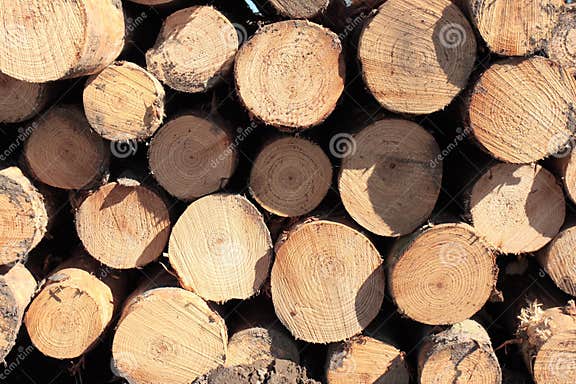Felled trees stock image. Image of fallen, pine, bark - 5347731