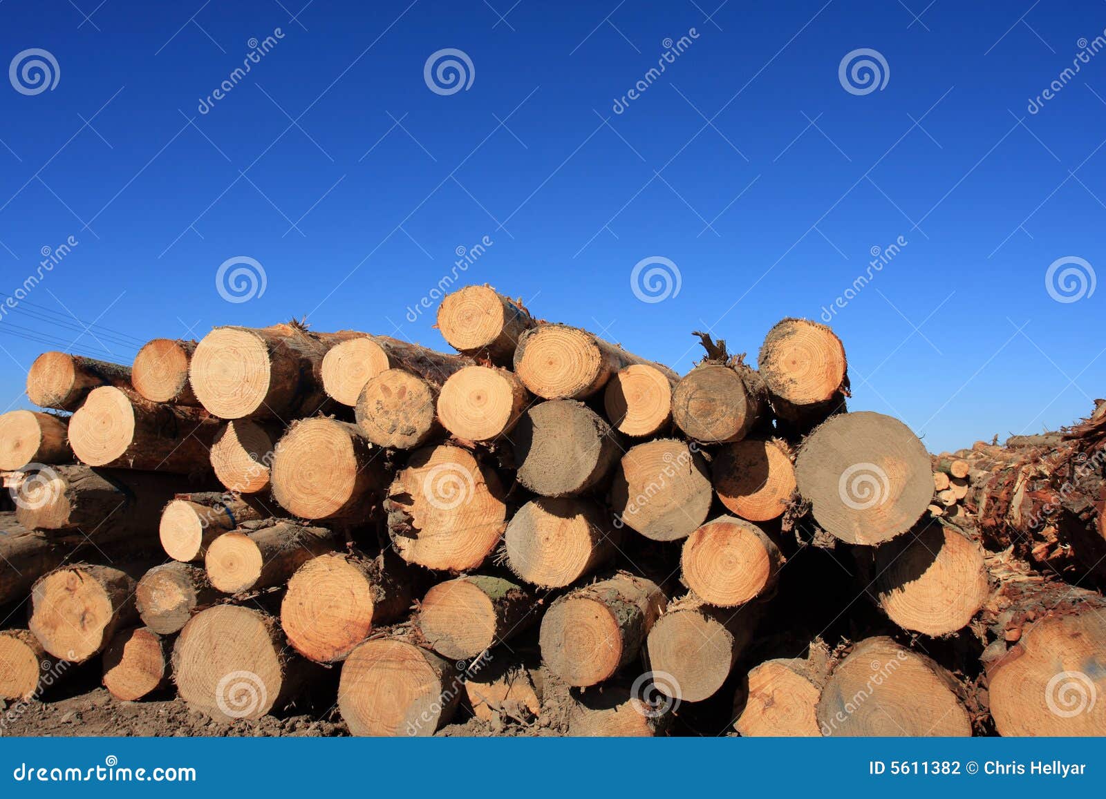 Felled trees stock photo. Image of timber, fell, industry - 5611382