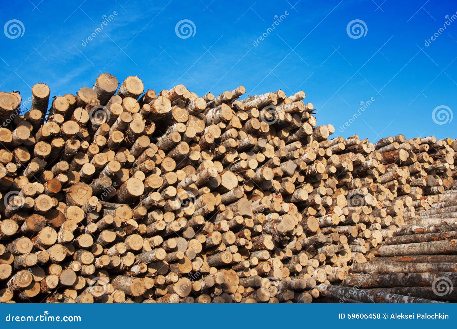 Felled trees birches stock photo. Image of branch, bark - 69606458