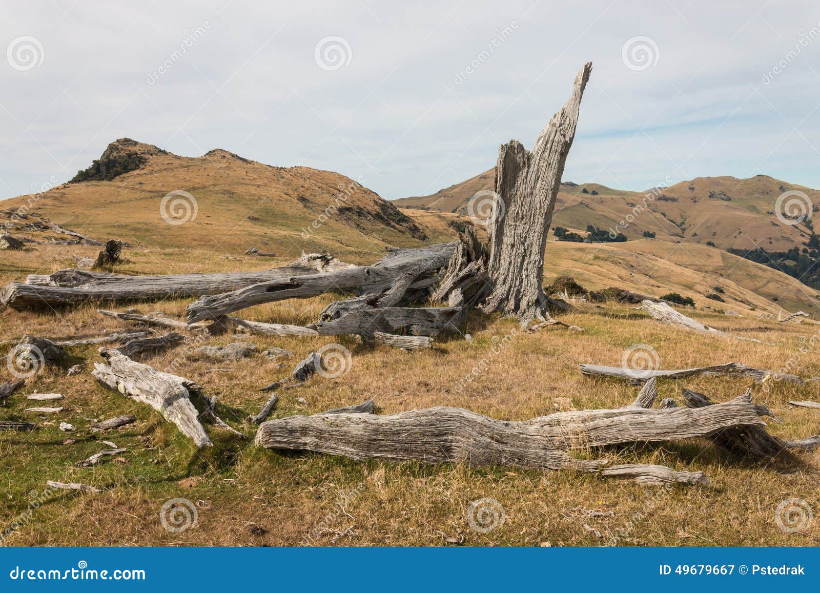 Felled trees stock image. Image of banks, deforestation - 49679667