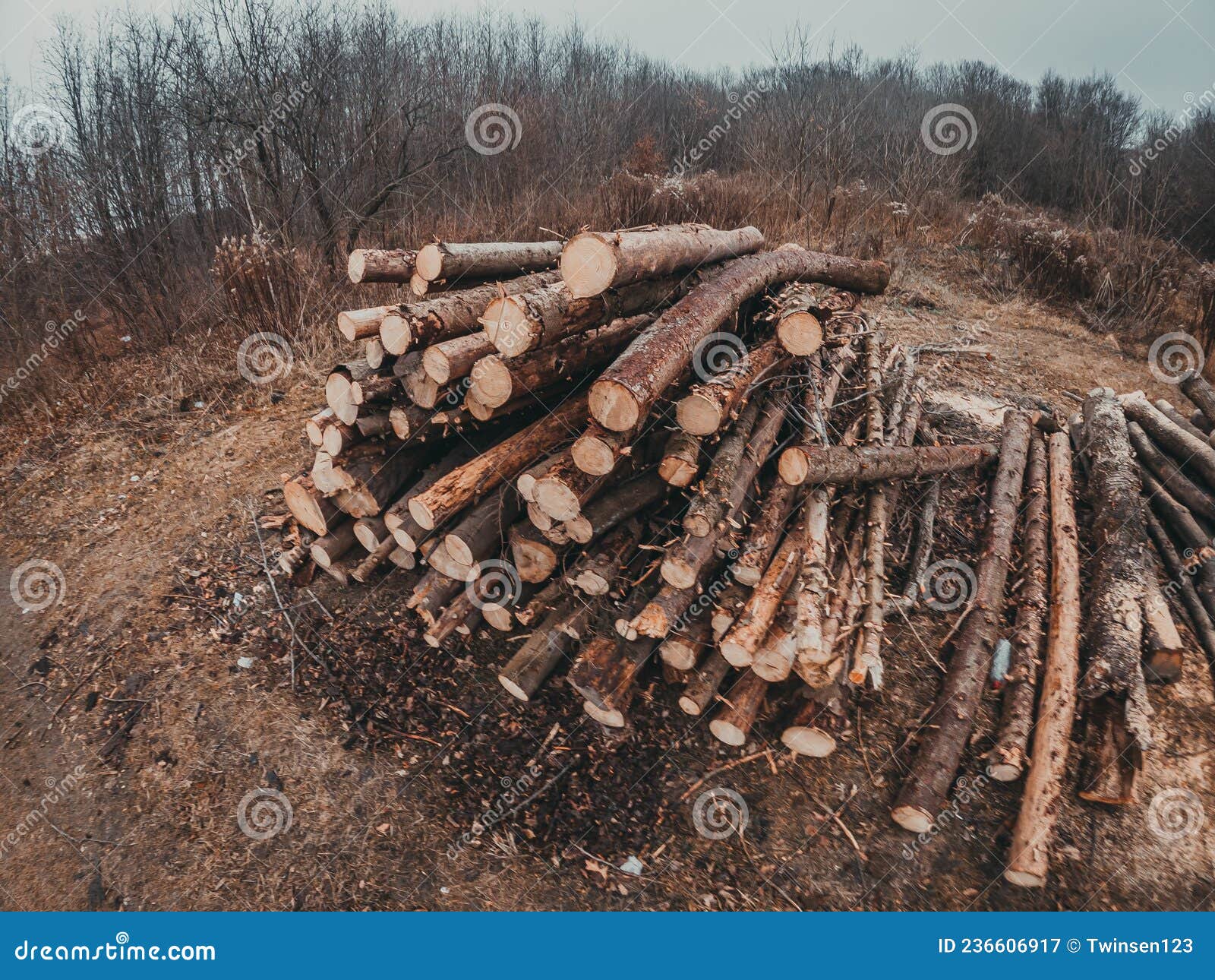 Felled Trees at the Edge of the Forest. Scattered Branches. Problems of ...