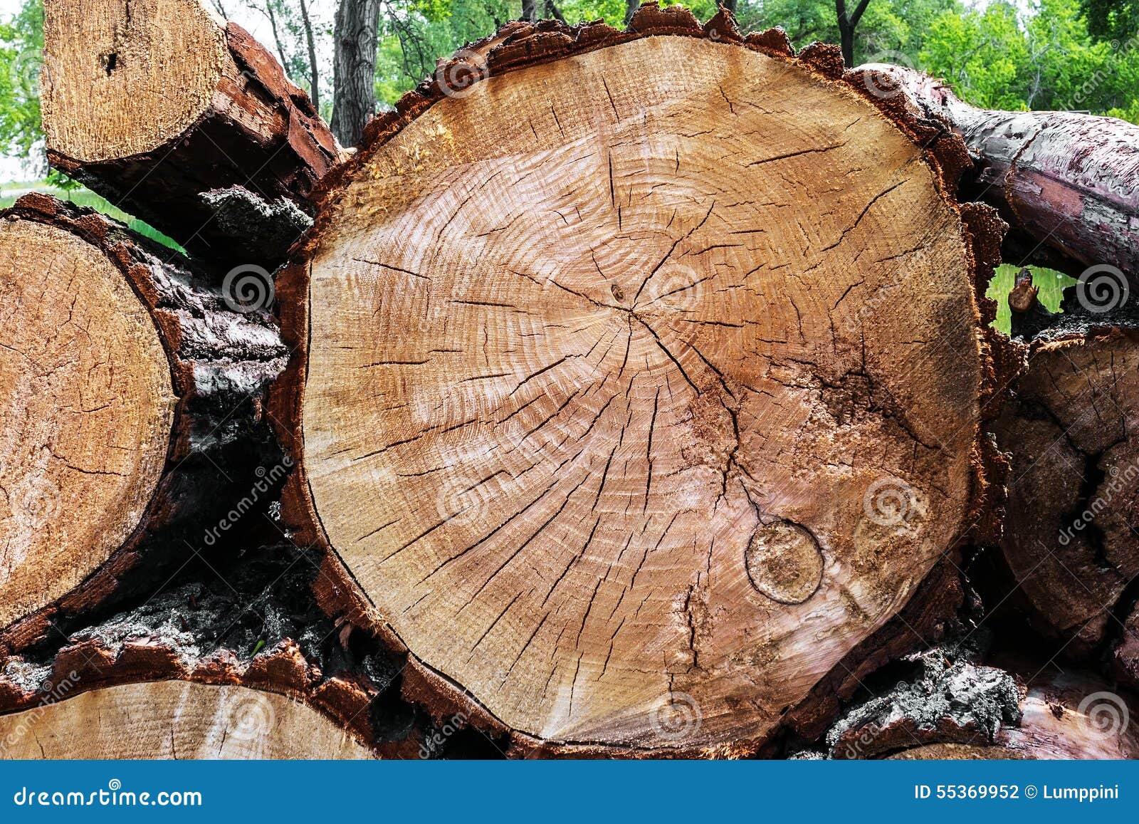 Felled Trees in a Forest Close-up Stock Photo - Image of crack, felled ...