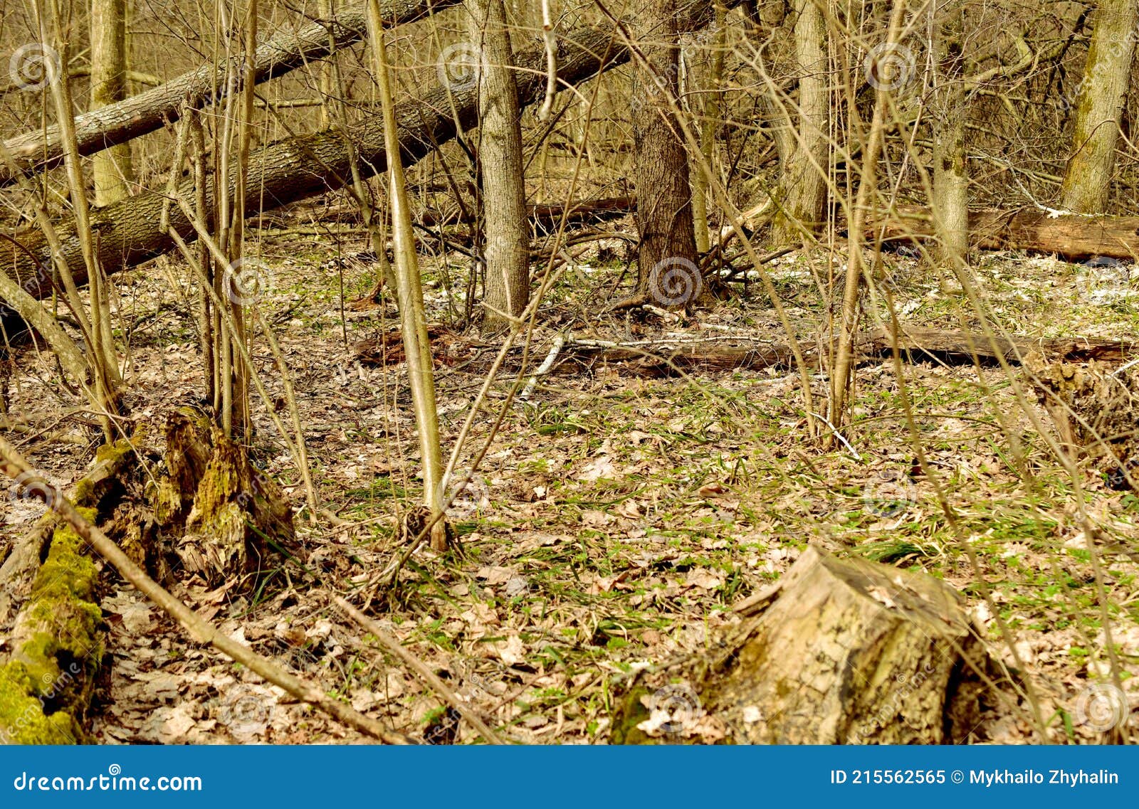 Felled Trees in the Forest in Early Spring Stock Image - Image of ...