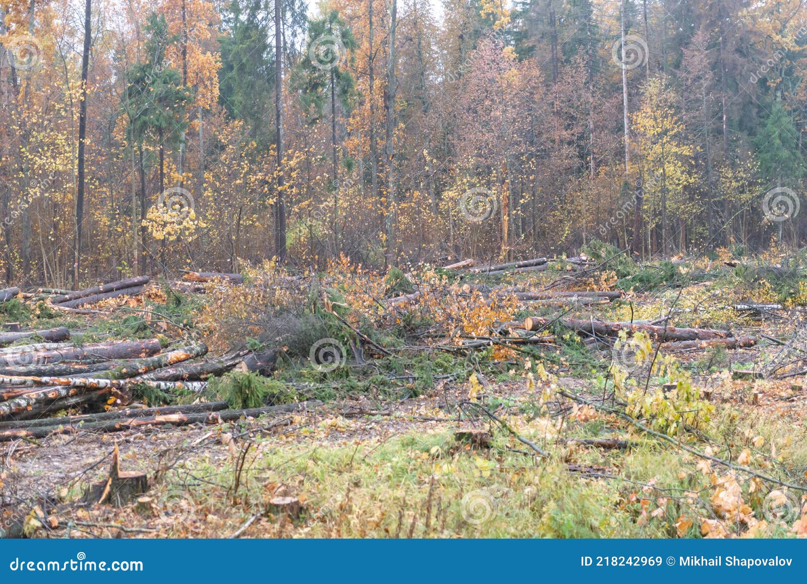 Felled trees in the forest stock image. Image of agriculture - 218242969