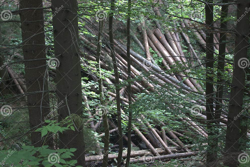Felled trees in a forest. stock photo. Image of forestry - 87116640