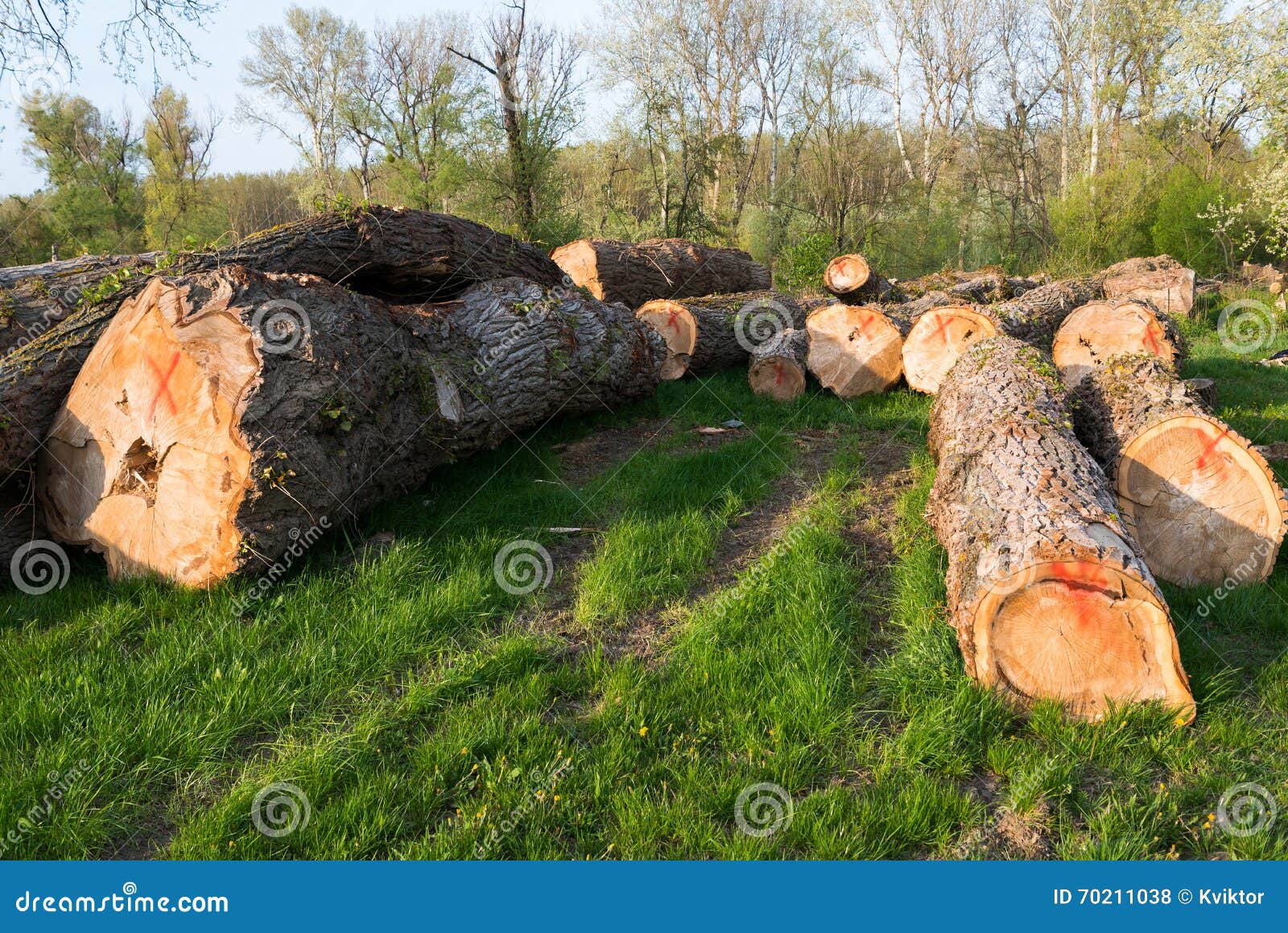 Felled Trees on the Ground during Deforestation Stock Photo - Image of ...