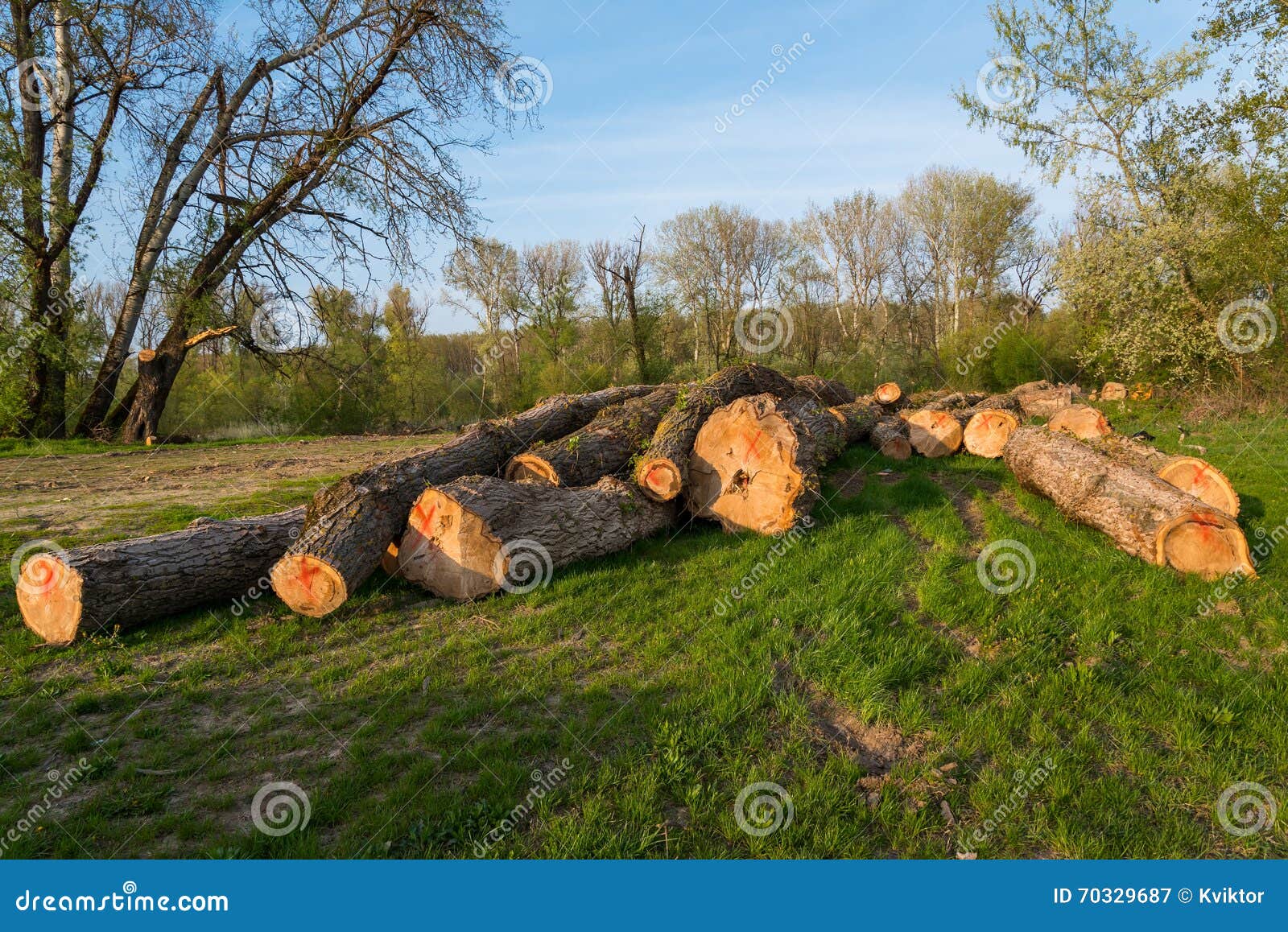 Felled Trees on the Ground during Deforestation Stock Image - Image of ...