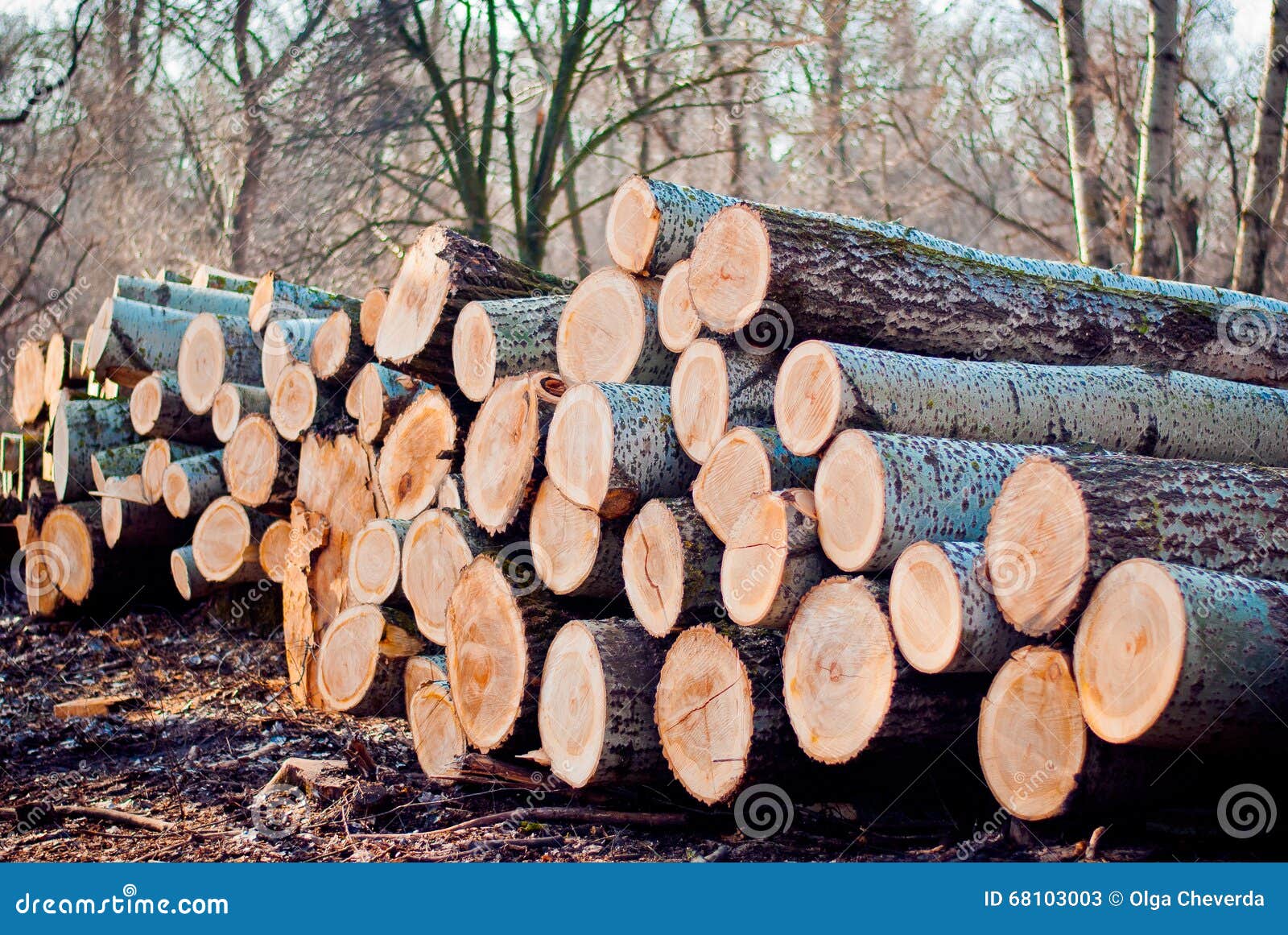 Felled trees stock image. Image of firewood, trees, sawmill - 68103003