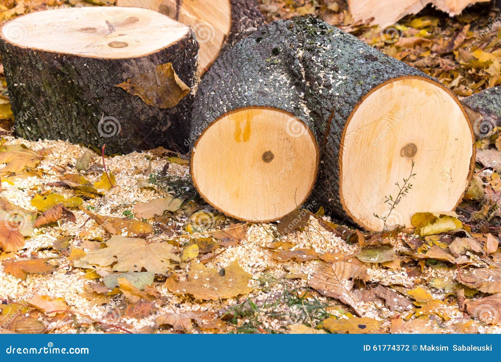 Felled Trees and Logs in the Autumn Park on a Background of Yellow ...
