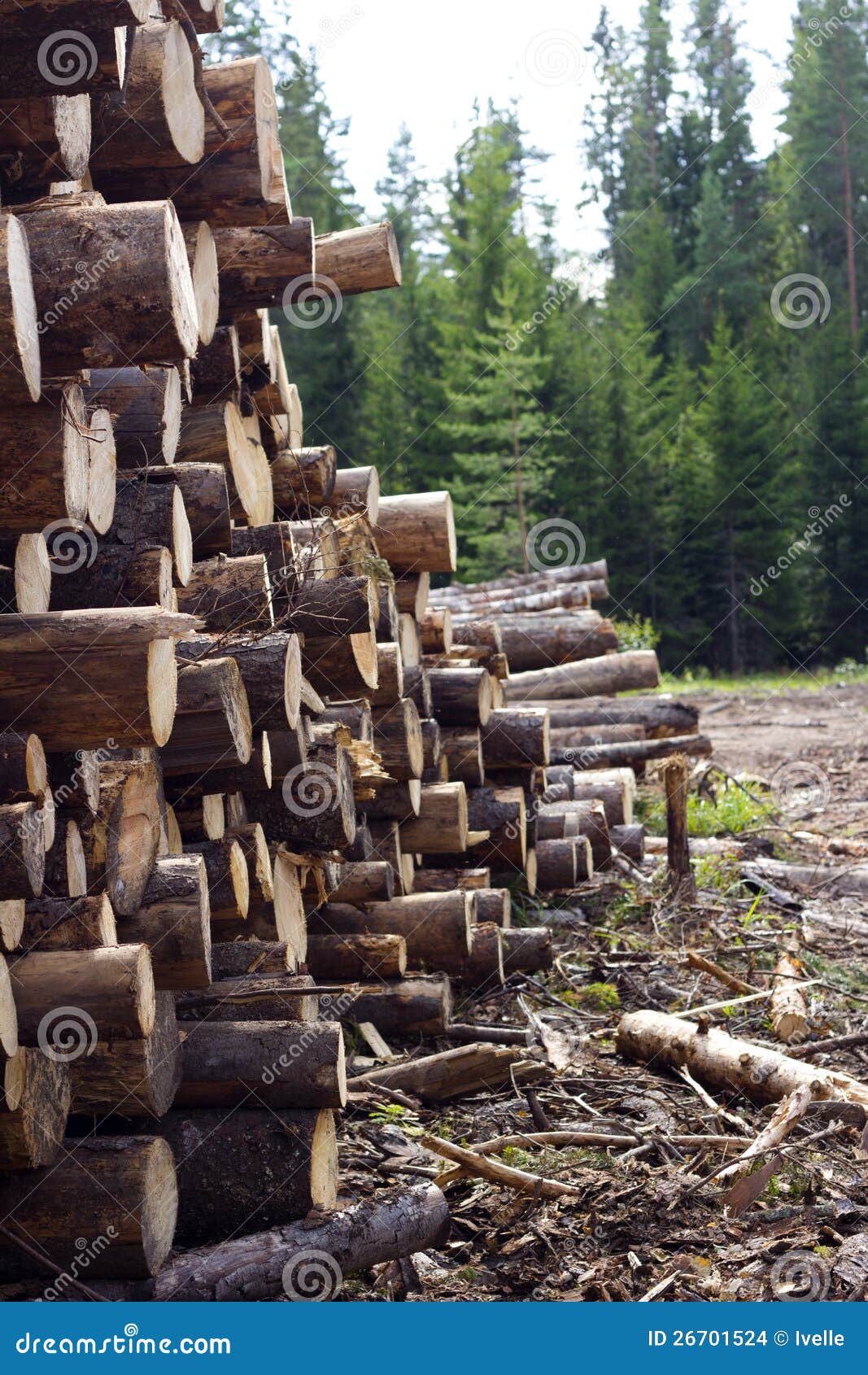 Felled Trees Near Coniferous Forest Stock Photo - Image of ...