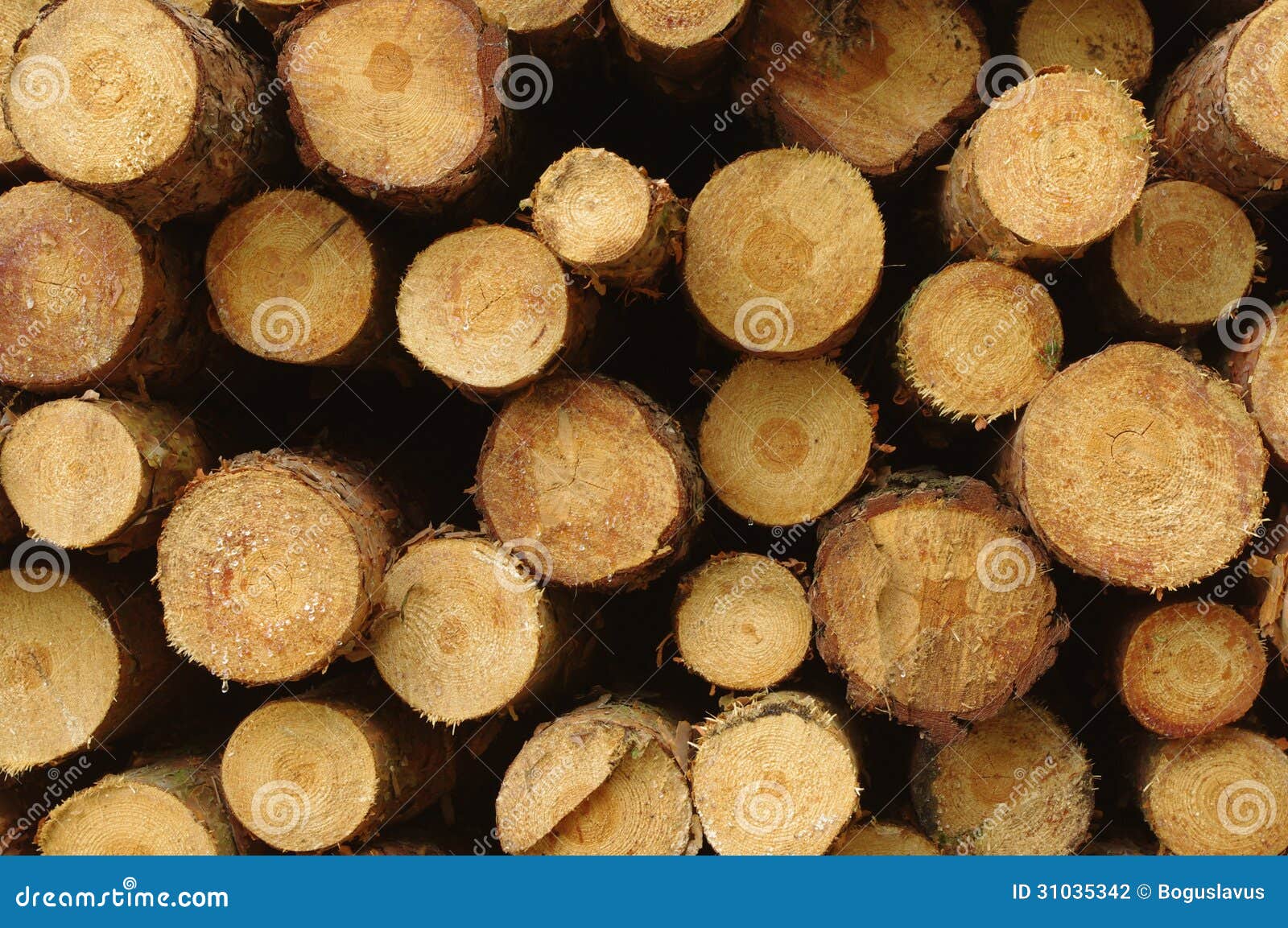 Felled trees. stock photo. Image of wood, trunk, tree - 31035342