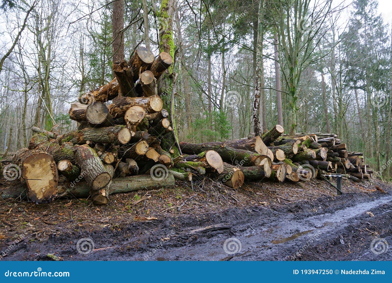 Felled Trees in a Stack, Logs from Felled Tree Trunks Stock Photo ...