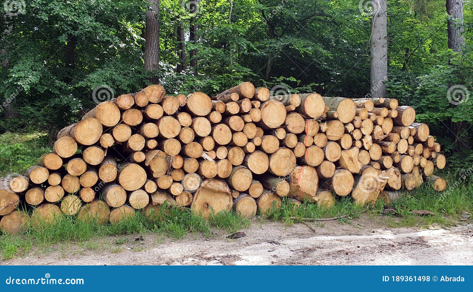 Felled trees stock photo. Image of logging, stack, wood - 189361498