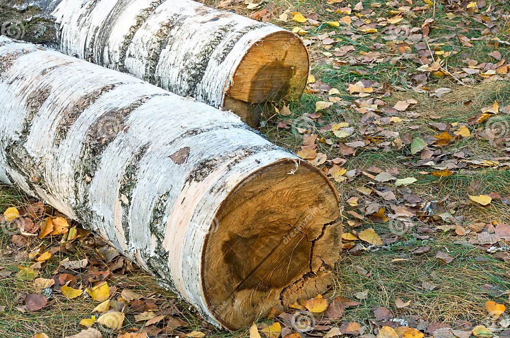 Felled Trunks of Birch Trees Stock Image - Image of material, felled ...