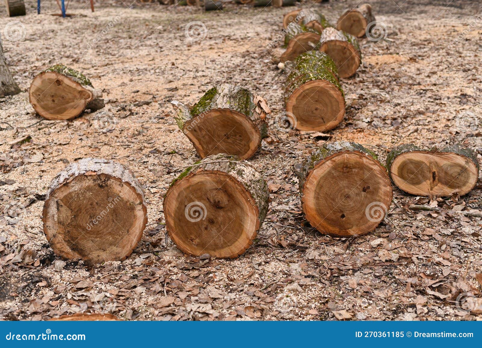 Felled Trunks of Tree Stumps in the Park. Stock Image - Image of ...