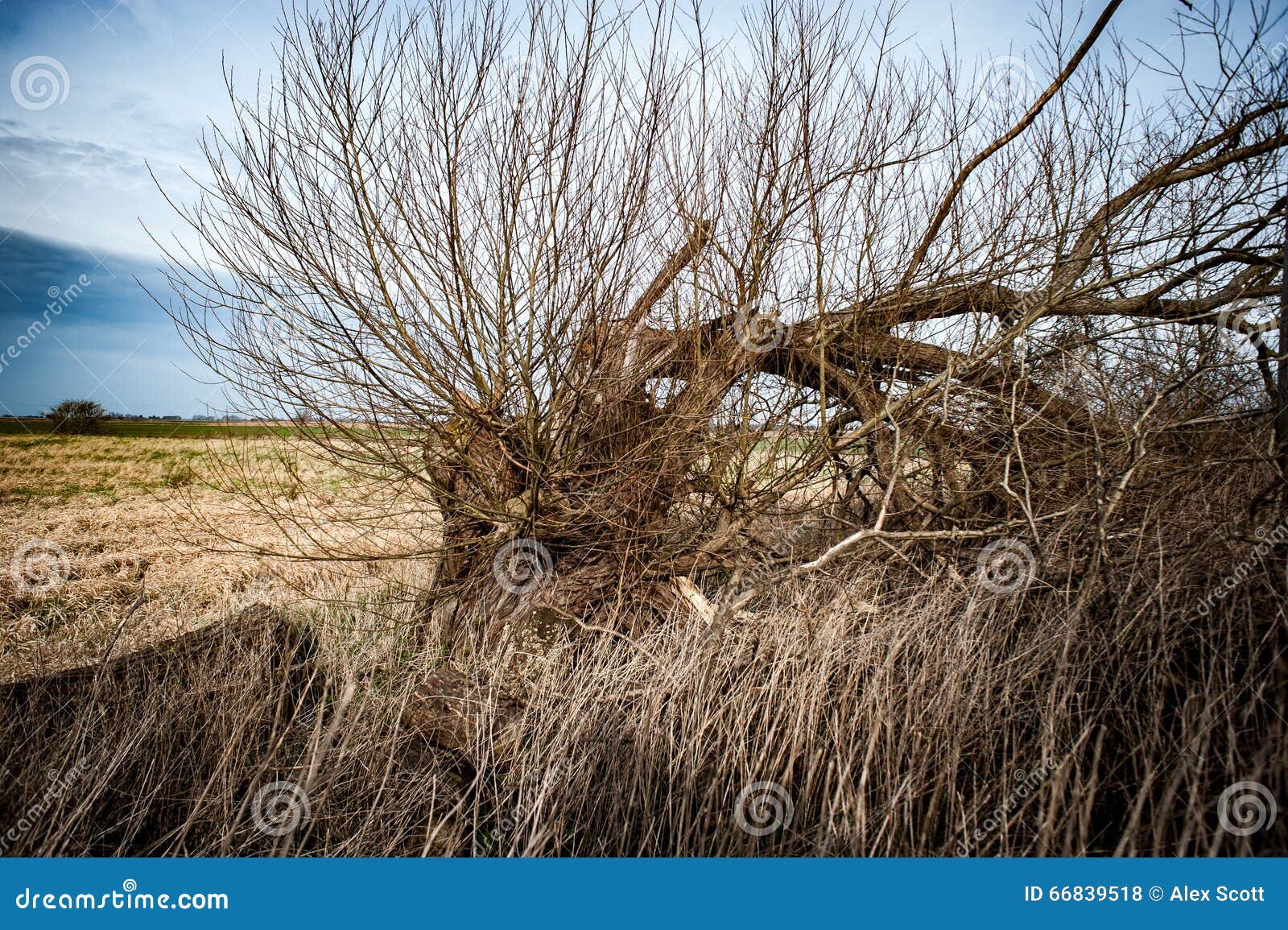 Felled willow tree stock photo. Image of growing, conservation - 66839518