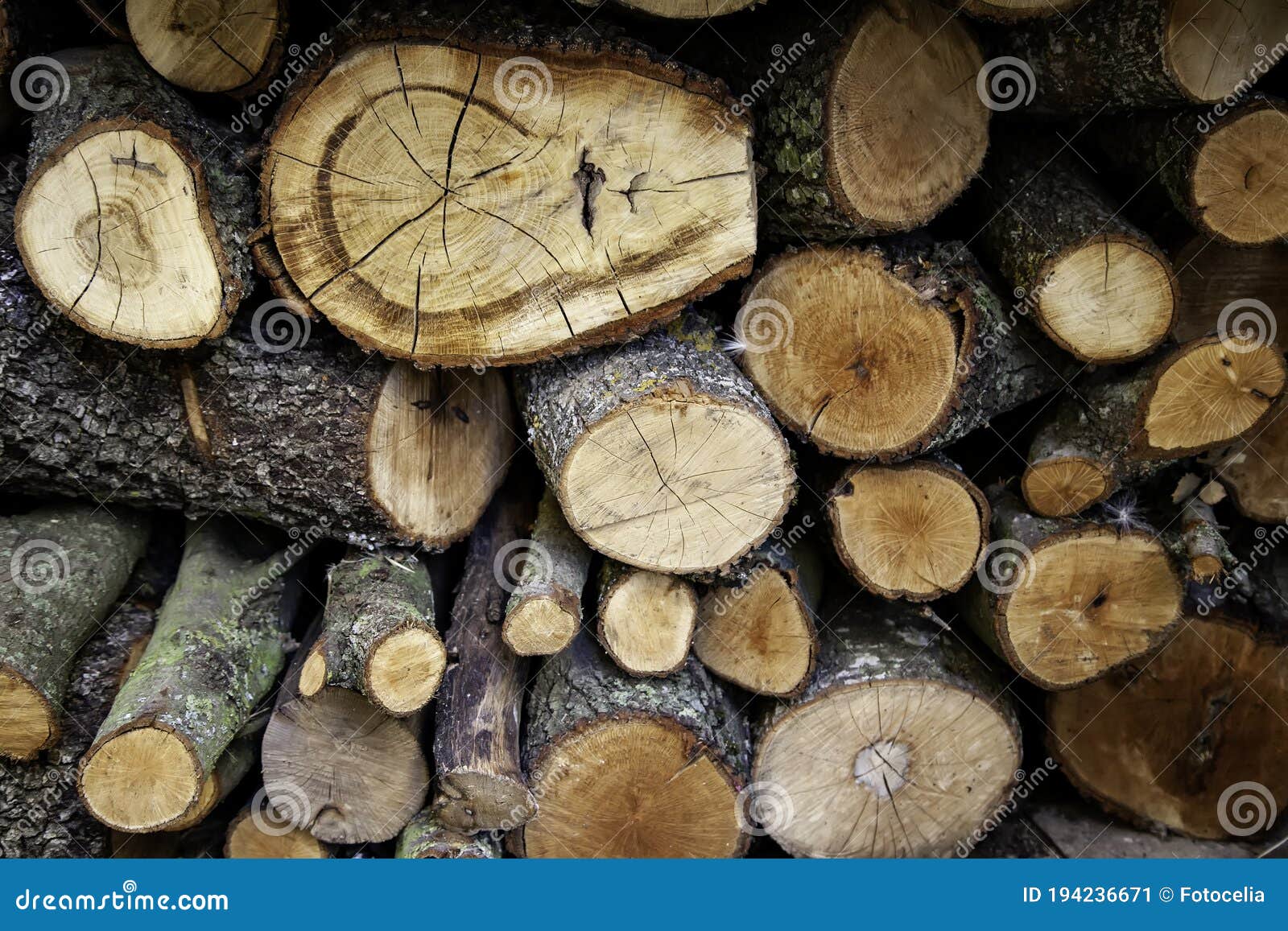 Felled wooden logs stock image. Image of trees, production - 194236671