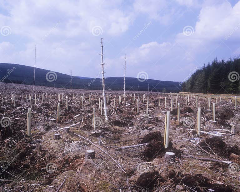 Felled Woodland stock image. Image of coniferous, felled - 5514843