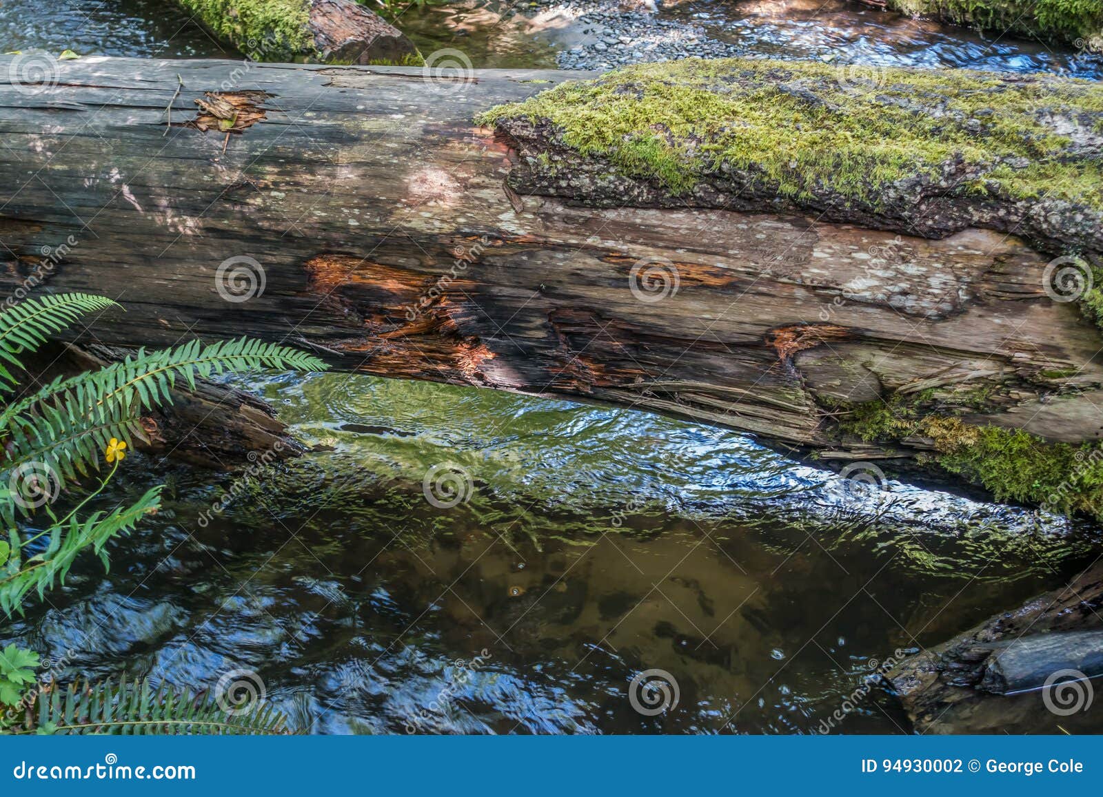 Fellen Trees in Stream 5 stock photo. Image of nature - 94930002