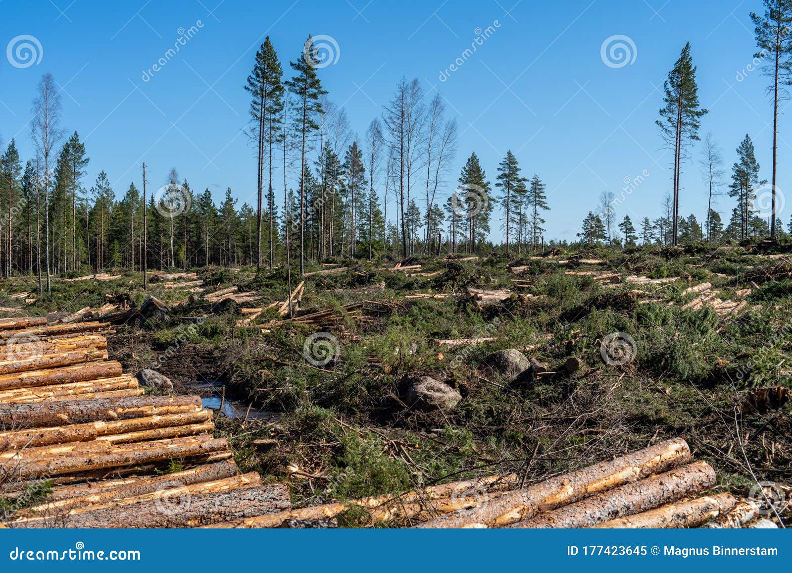 Felling Area with Timber and Branches on the Ground Stock Image - Image ...