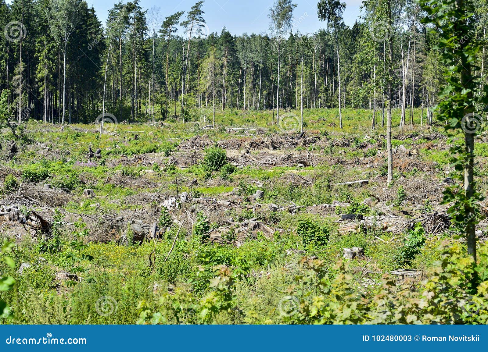 Felling, Destruction of Forests, Disturbed Land in the Forest Stock ...