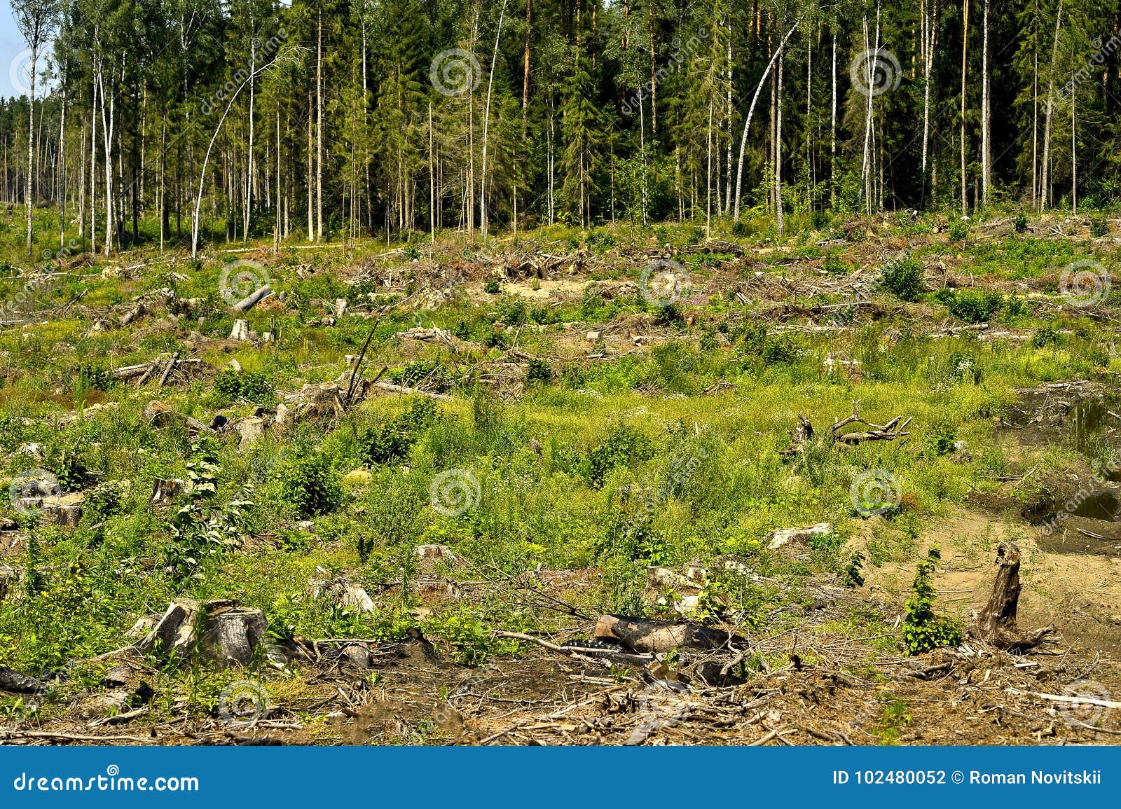 Felling, Destruction of Forests, Disturbed Land in the Forest Stock ...