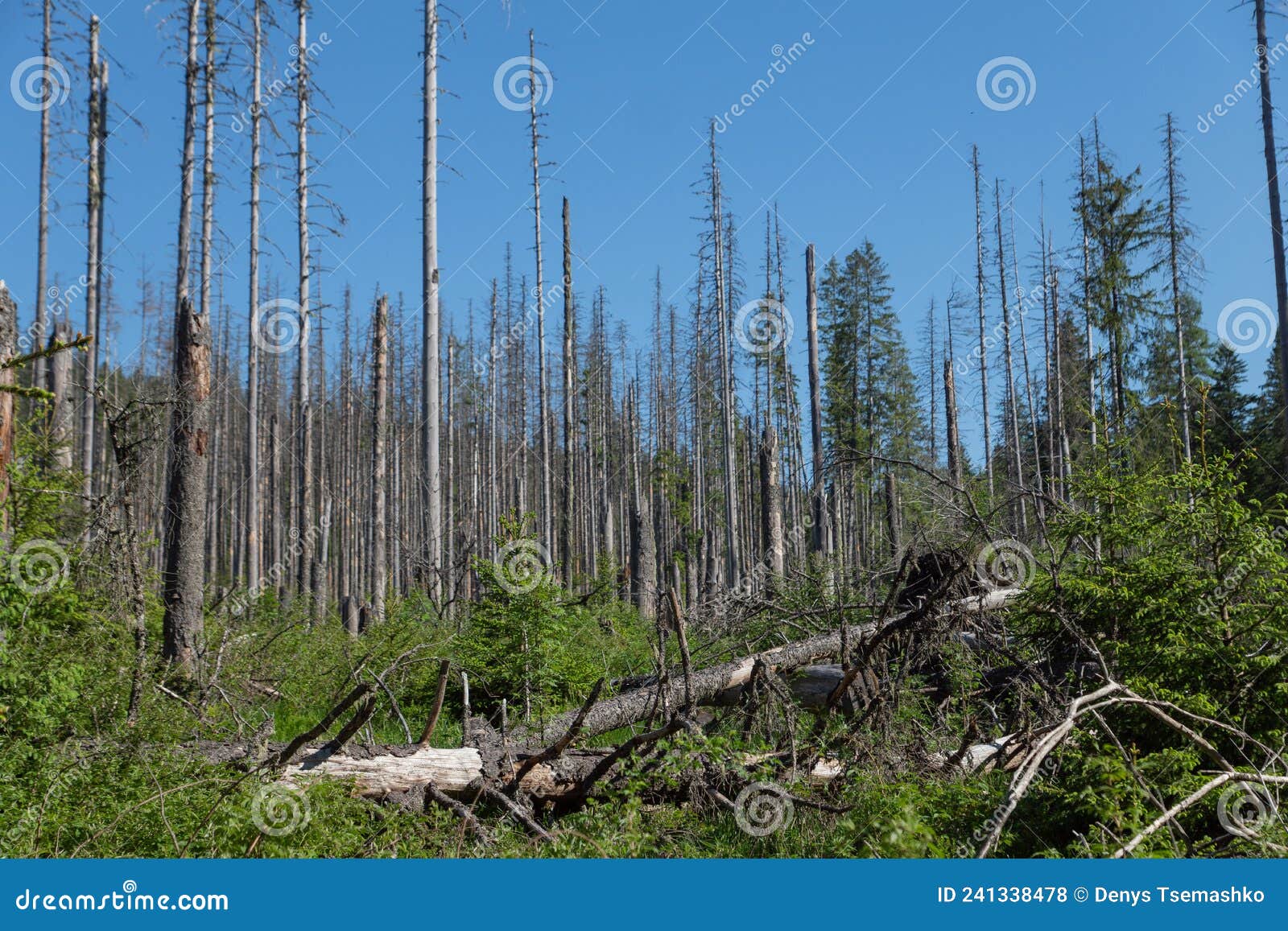 Felling of Dry Forest, Mountains without Forest and Trees Stock Photo ...