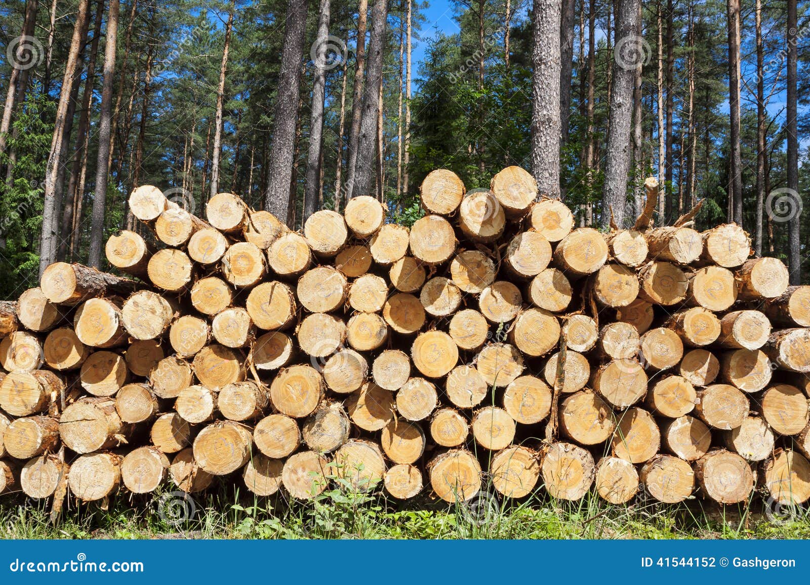 Accumulated Tree Logs, Big Pile Of Cut Tree Trunks, Pattern Of Lumbered ...